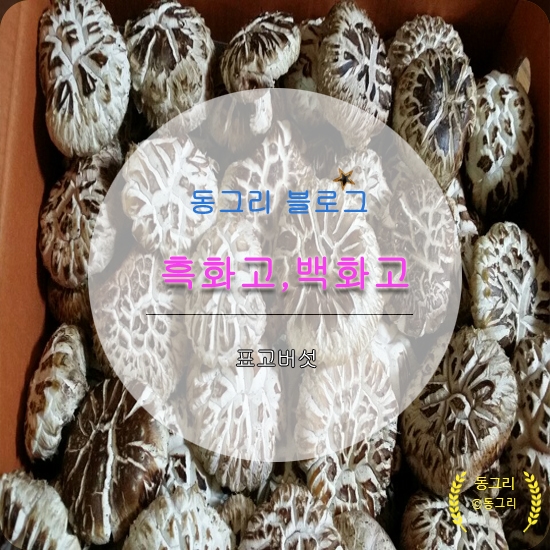 경산에서 표고버섯 일상 흑화고와 백화고 차이 네이버 블로그