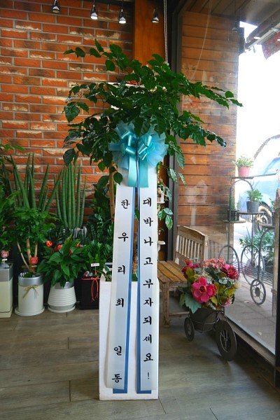 대구 개업화분 대구화분수성구꽃집달서구꽃집서재꽃집연경꽃집다사꽃배달죽곡꽃배달화원꽃배달옥포꽃배달신서혁신도시꽃배달