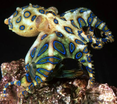 동물의 왕국 종류 사진(ㅍ1) : 네이버 블로그