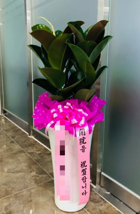 대구개업화분 동구혁신도시신천동신암동동호동둔산동각산동불로동봉무동방촌동신서동꽃집꽃배달 네이버 블로그