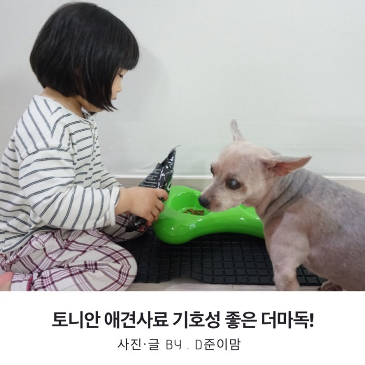 요크셔테리어 노령견사료 기호성 좋은 토니안의 더마독 건강 애견사료 네이버 블로그