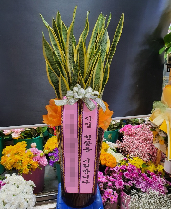 꽃배달 전국꽃배달 산세베리아 산새베리아 화분 산세배리아 개업식화분 이전화분 준공식화분 개원화분 기공식화분