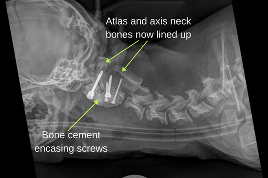 3D Printed Surgical Guides for Atlantoaxial Subluxation Dog : 네이버 블로그