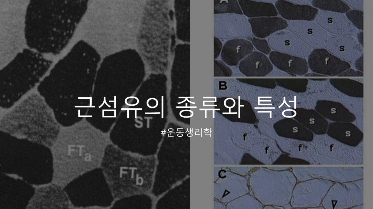 근섬유의 종류와 특성 운동생리학 네이버 블로그
