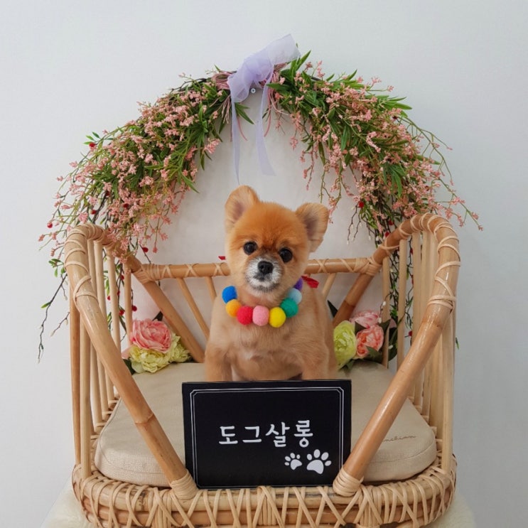 애견미용 도그살롱 이젠 여기만 갈꺼야🐶 괴정애견미용 사하구애견미용 네이버 블로그