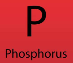 [간호사 입문: 전해질(Electrolyte)]P(인,Phosphorus) : 네이버 블로그