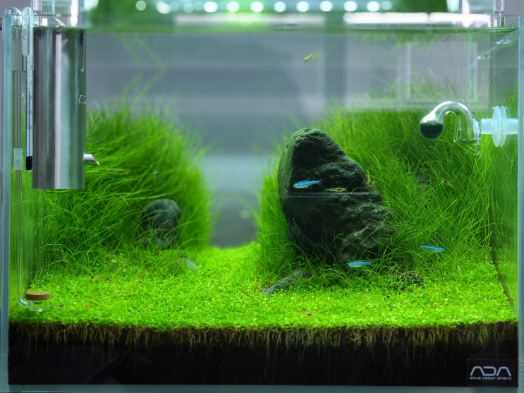 ADA mini m 석조 / Day 100. 오석 이와구미 : 네이버 블로그