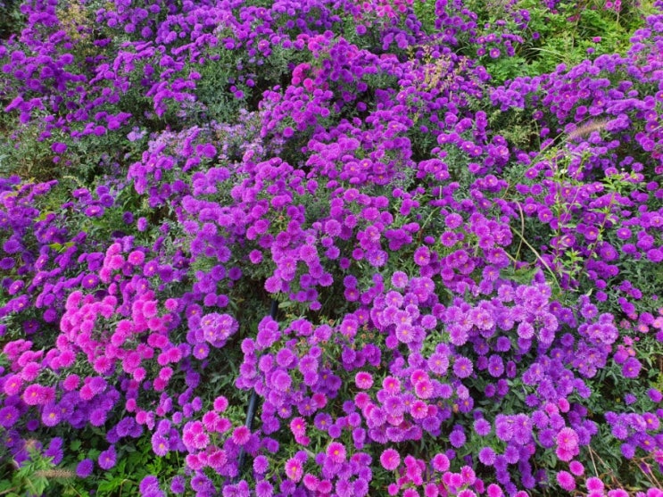 2020년 부항댐 배면 유지관리 공사 : 네이버 블로그