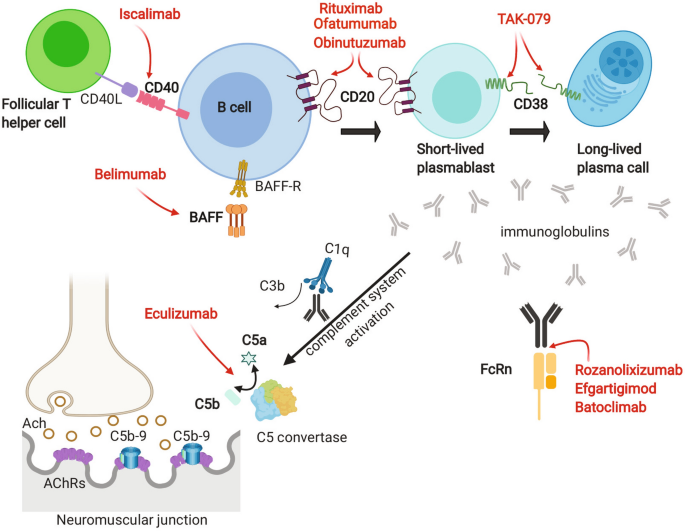 Batoclimab 2상 임상시험 돌입 (중국) : 네이버 블로그