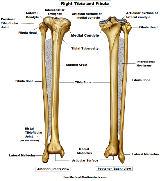 해부학 공부 #9 다리 - 대퇴골 (Femur 넙다리) , 경골 (Tibia 정강이) , 비골 (Fibula 종아리) : 네이버 블로그