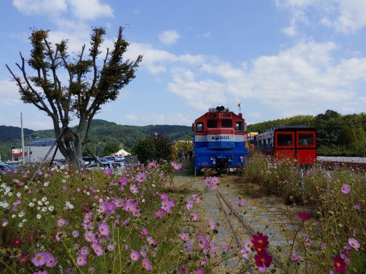 북천역 레일바이크 코스모스꽃 가득한 추억의 기찻길 기차 카페 하동레일파크 네이버 블로그