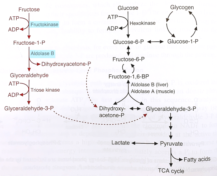 Biochemistry 생화학 - Fructose metabolism 과당의 대사, Polyol pathway : 네이버 블로그