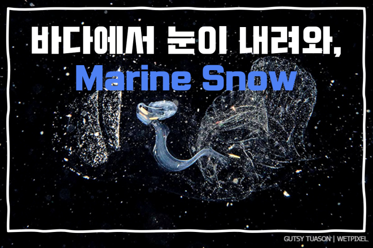 [海 이야기] 바다에서 눈이 내려와, Marine Snow : 네이버 블로그