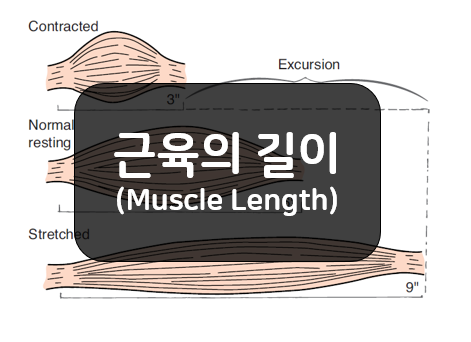 근육의 길이 - 정상적인 휴식길이(normal resting length), 진폭(excursion)!! : 네이버 블로그