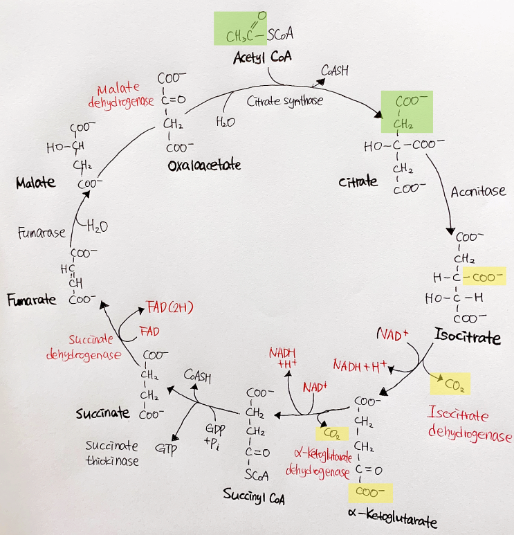 Biochemistry 생화학 - TCA cycle Tricarbocylic Acid Cycle (3) 8단계와 단계별 효소 ...