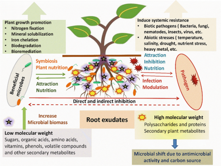 Plant Microbiomes: Understanding the Aboveground Benefits : 네이버 블로그