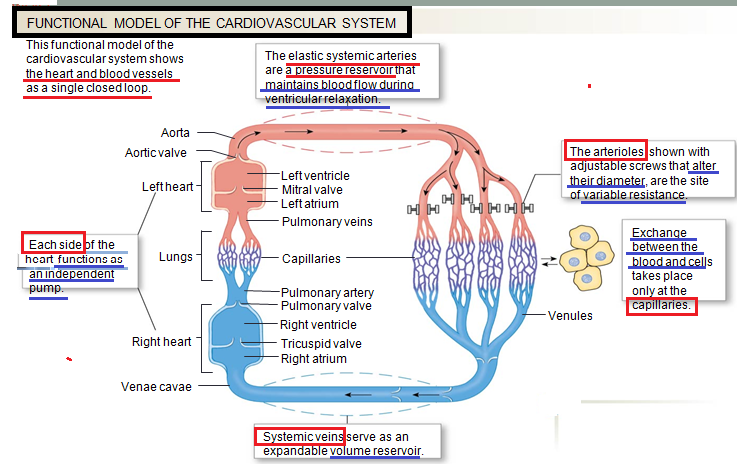 15. Blood Flow and the Control of Blood Pressure : 네이버 블로그