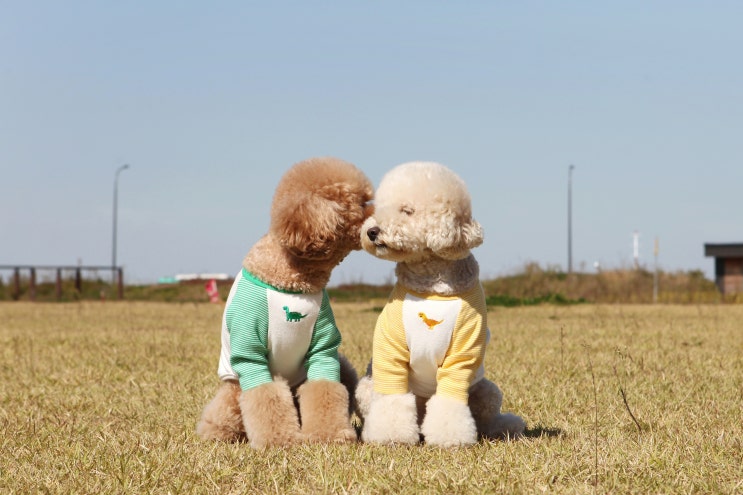 매일 매일 나를 성장하게 하는 호두와 행복이 : 네이버 블로그