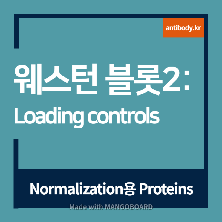 웨스턴 블롯 2: Loading Controls : 네이버 블로그