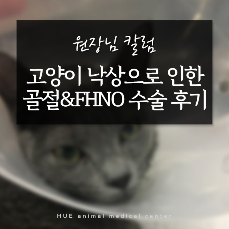 고양이 낙상으로 인한 골절 수술&FHNO 수술 후기 : 네이버 블로그