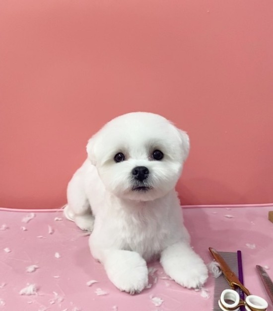 말티미용 말티즈미용 송파애견미용 삼전동애견미용 잠실애견미용 석촌고분애견미용 석촌동애견미용 문정동애견미용 장지동애견미용 가락동애견
