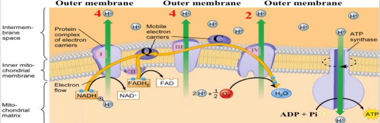 Biochemistry 생화학 - 산화적 인산화 / 전자전달계(Electron Transfer Chain, ETC) (2 ...