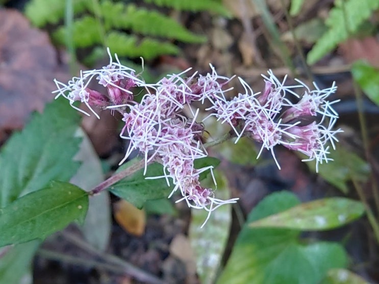 맨발걷기 86일 차, 맨발충전 : 네이버 블로그