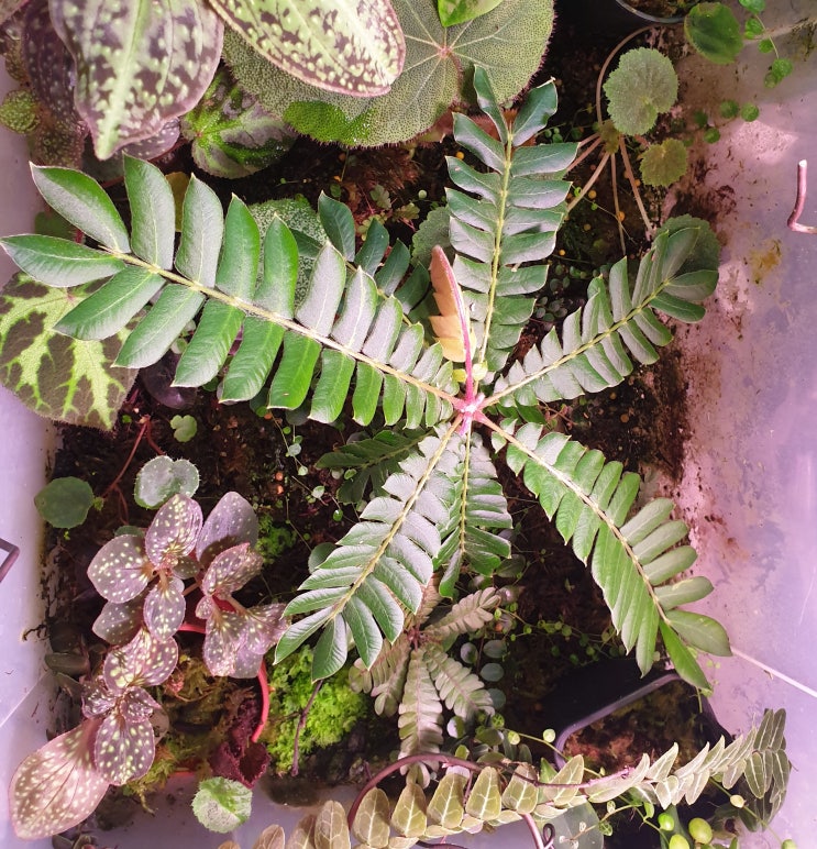 biophytum sp Robs Violet Barn : 네이버 블로그