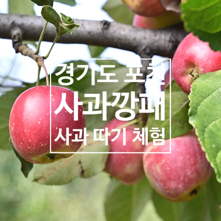 포천사과깡패 사과 따기 체험 부모와 아이가 함께 하는 체험 학습 네이버 블로그