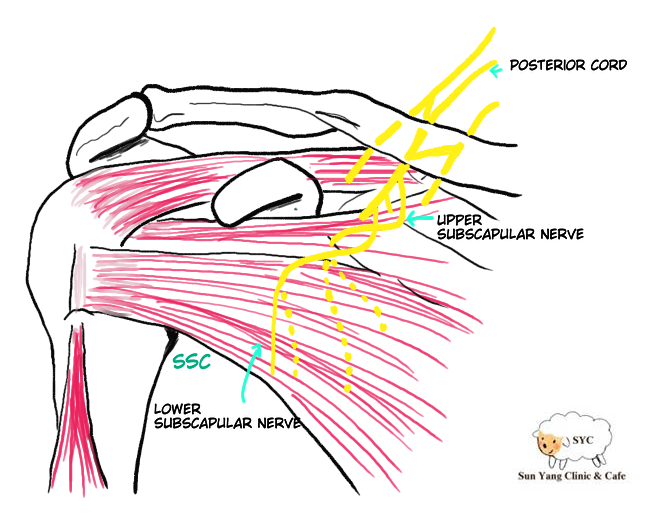 상견갑하신경 upper subscapular nerve 초음파 가이드 어깨통증 오십견 하이드로다이섹션 : 네이버 블로그