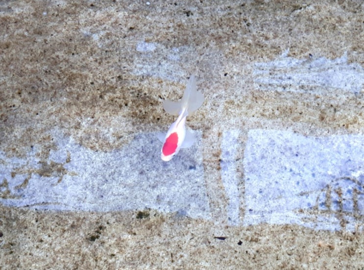 광온성 어류(eurythermal fish) : 네이버 블로그