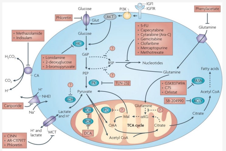 DCA(디클로로아세트산) : 네이버 블로그