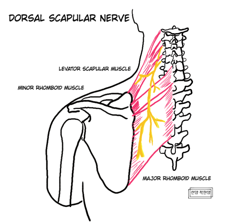 견갑배신경포착 Dorsal scapular nerve 초음파를 이용한 경추부 프롤로 인대강화주사 등통증 : 네이버 블로그