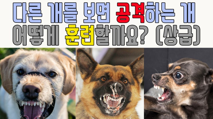 다른 개를 보면 공격하면서 물어버리는 문제행동을 가진 진돗개 강아지훈련 애견훈련소 네이버 블로그
