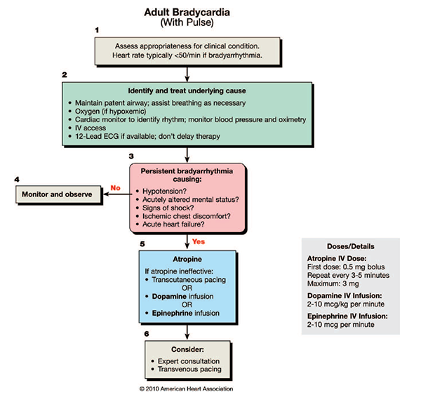 [ACLS(Advanced Cardiovascular Life Support)7-4]BradyCardia Algorithm ...