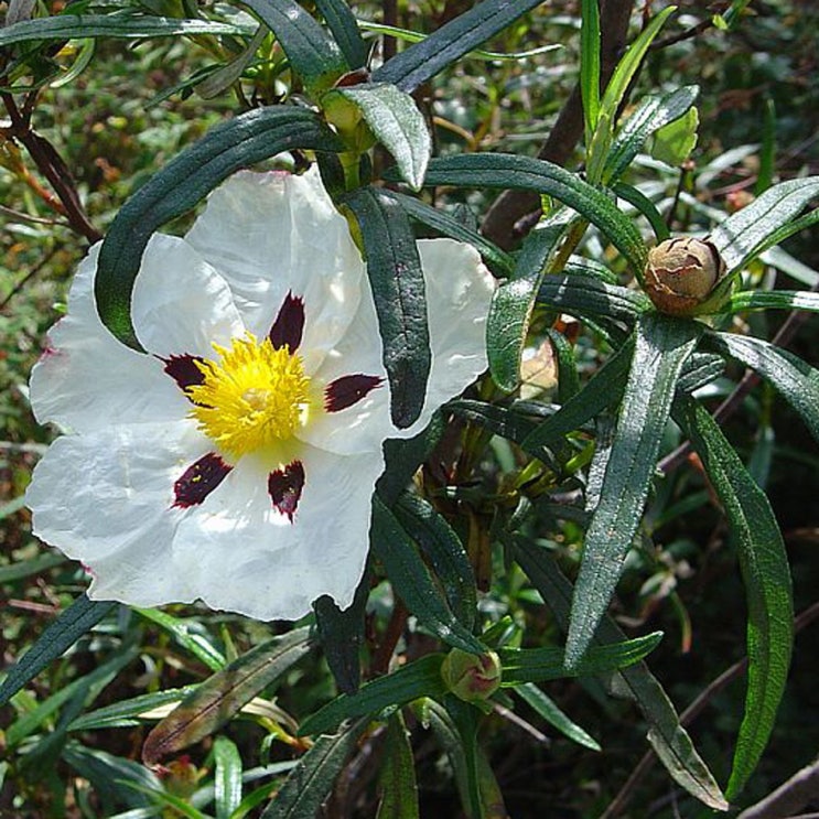 랩더늄 (Labdanum / Rock Rose) : 네이버 블로그