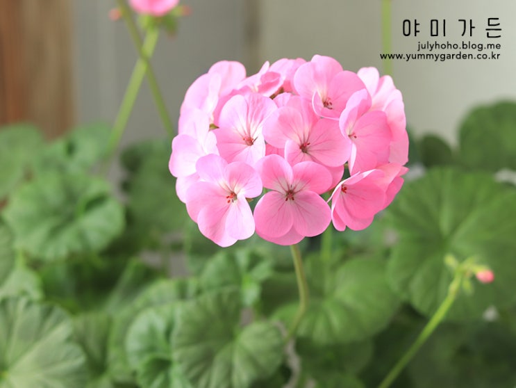 분홍이 제라늄키우기 🌺 매버릭 퀵실버 성장과정 : 네이버 블로그