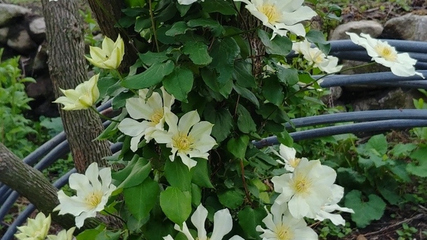 그리고 불효녀는 고아가 되었다 : 네이버 블로그