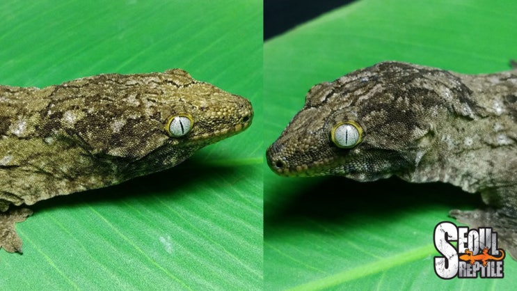 26개월 된 리키에너스 로컬, 아일랜드 모로 사진! Moro Leachianus Gecko/Leachie ...