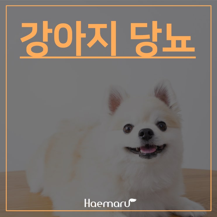 강아지 당뇨 치료케이스로 보는 증상과 관리 방법 네이버 블로그