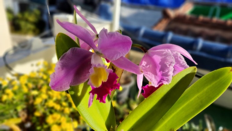 C. eldorado 'M. ito' BM/JOS : 네이버 블로그