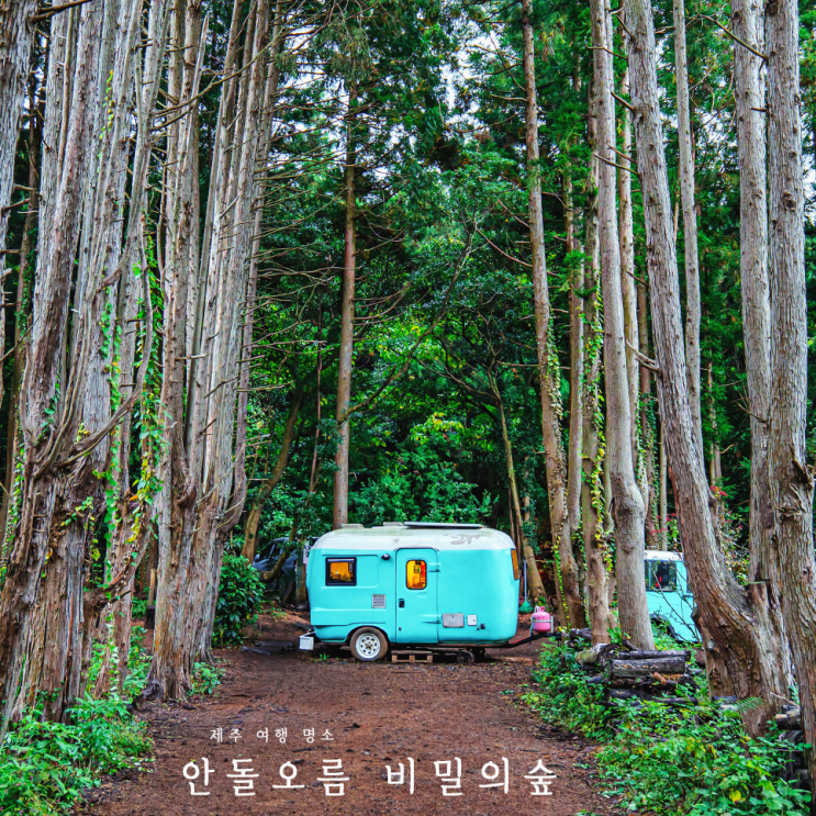 제주 안돌오름 비밀의숲 주소 및 주차 방문 시간 정보 네이버 블로그