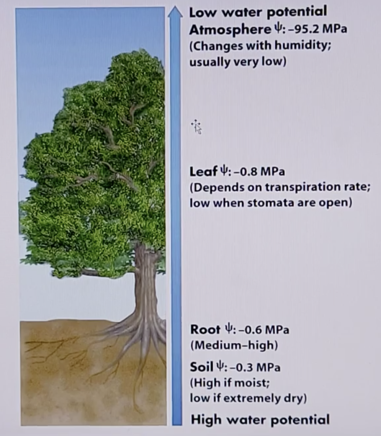[식물영양학] 물의 장거리/단거리 이동, pressure flow model : 네이버 블로그
