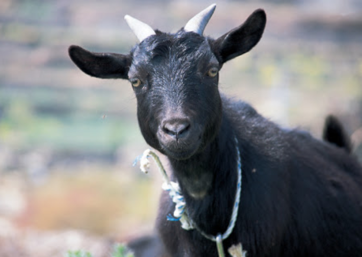 겨울철 보양식으로 으뜸인 흑염소 진액, 체온관리도 흑염소로! : 네이버 블로그