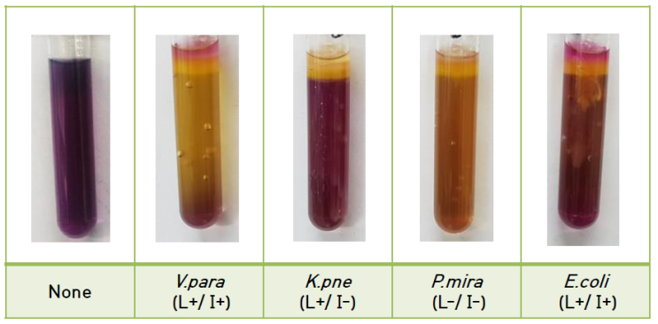 [식품공전 배지] LIM (Lysine Indole Motility) Semi-Solid 배지 원리 알고 실험하기 : 네이버 블로그