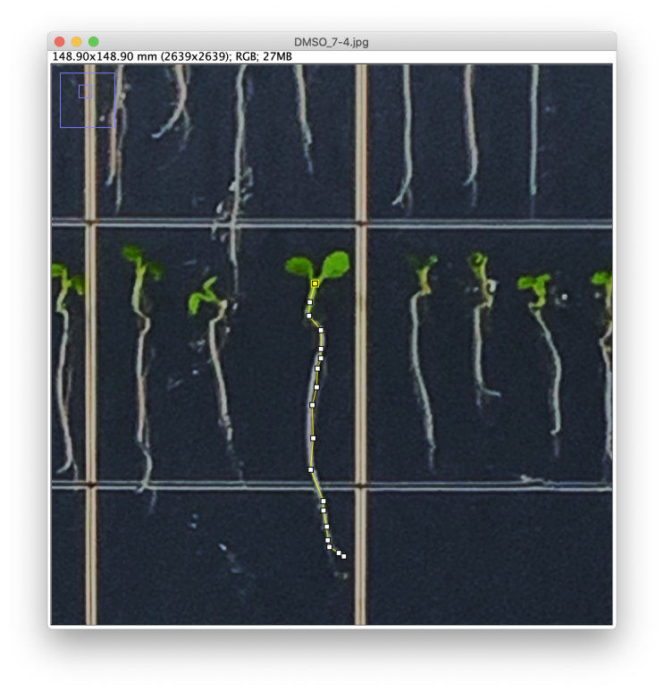 FIJI ImageJ 소프트웨어 사용법:: 이미지를 이용해 길이 측정하기 📐 : 네이버 블로그