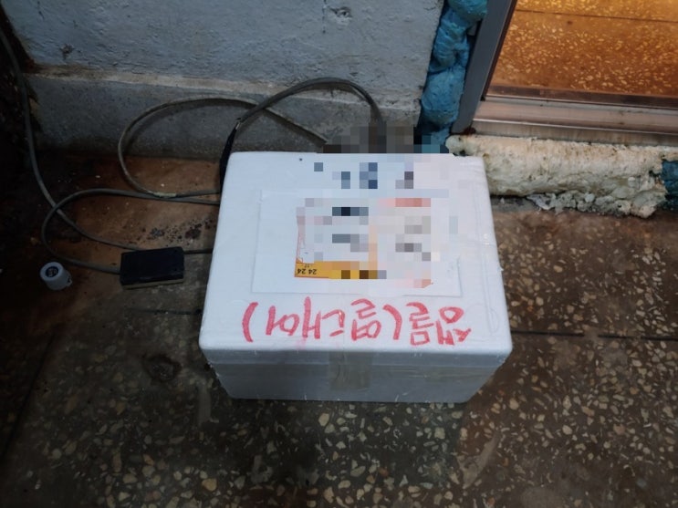로얄팔로웰라 입양 그리고 초산 : 네이버 블로그