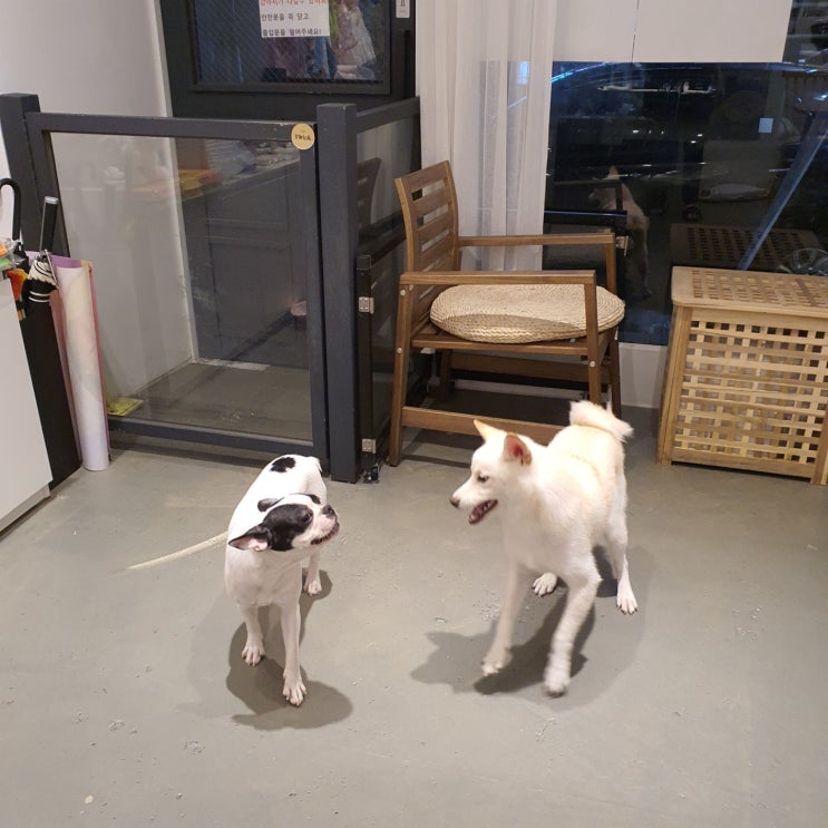 동대문구애견미용장안동애견미용휘경동애견미용전농동애견미용시바견 프렌치불독면목동애견미용위생목욕월관리부분미용
