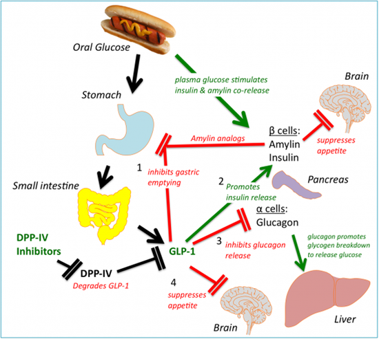 DPP-4 inhibitor : 네이버 블로그