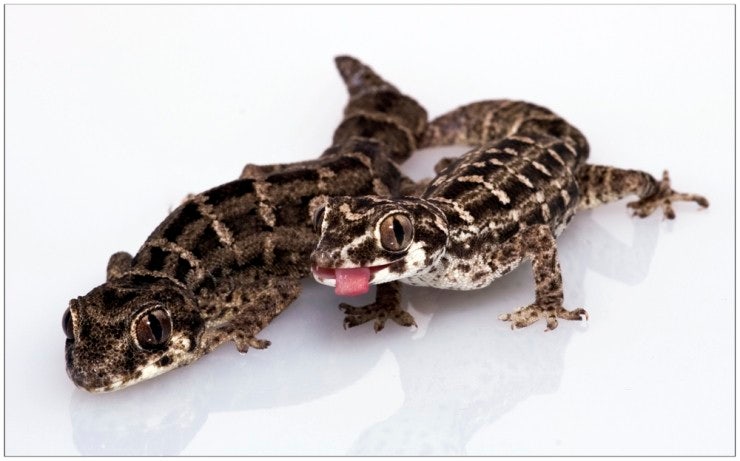 바이퍼게코 사육정보 및 사육환경 : 네이버 블로그